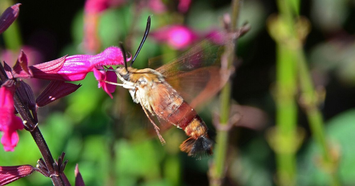 The Marvelous World of Moths | Longwood Gardens